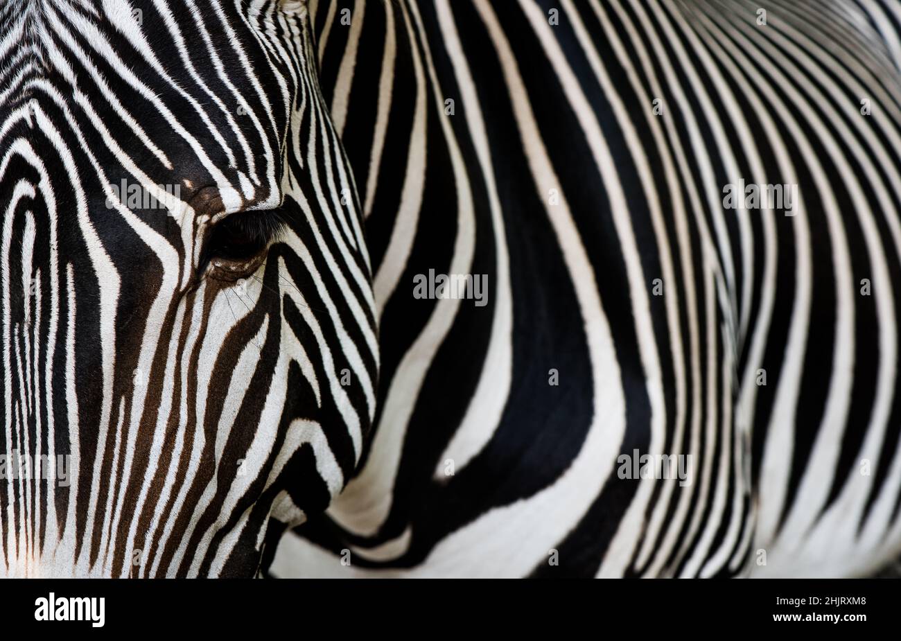 Zebra detail with its typical stripes. Close-up Portrait and Texture of ...