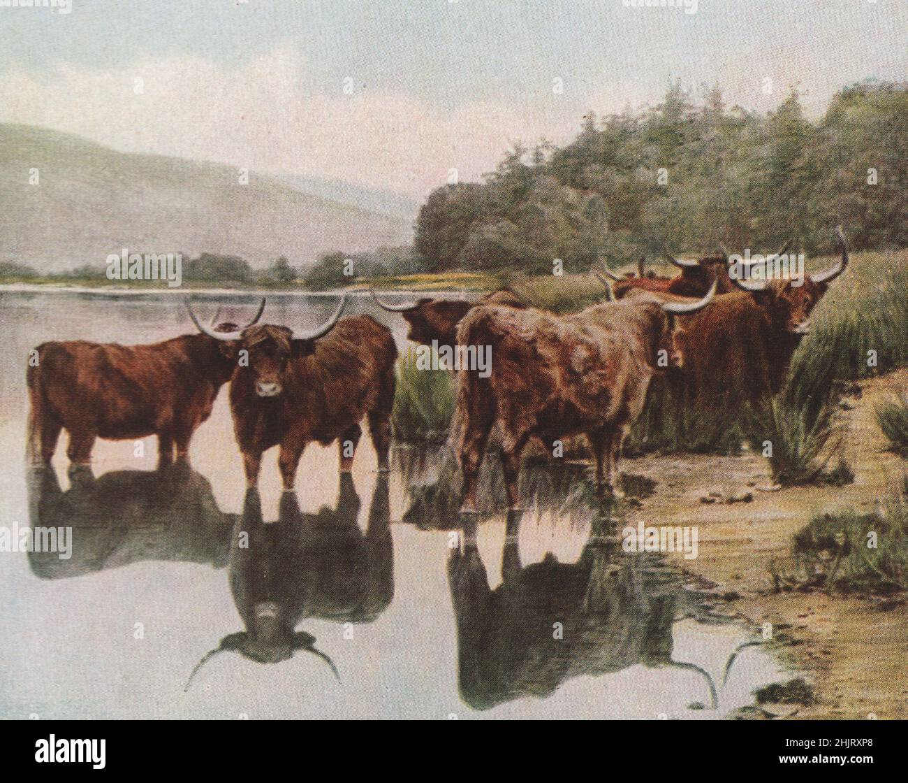 Highland cattle, descendants of the old Scottish wild oxen, come down ...