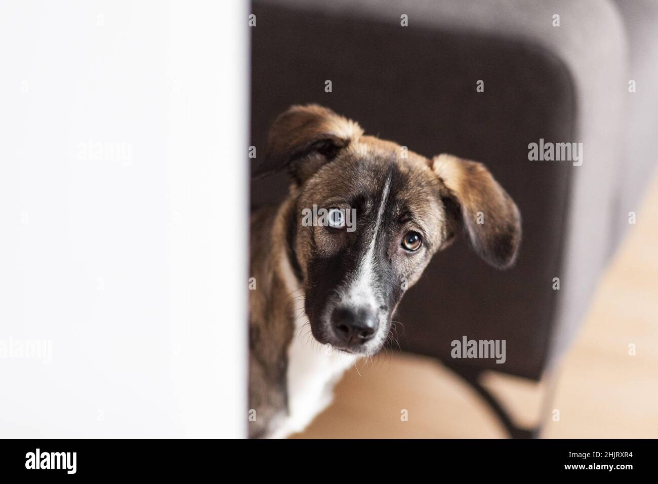 Funny dog isolated face peeking hi-res stock photography and images - Alamy