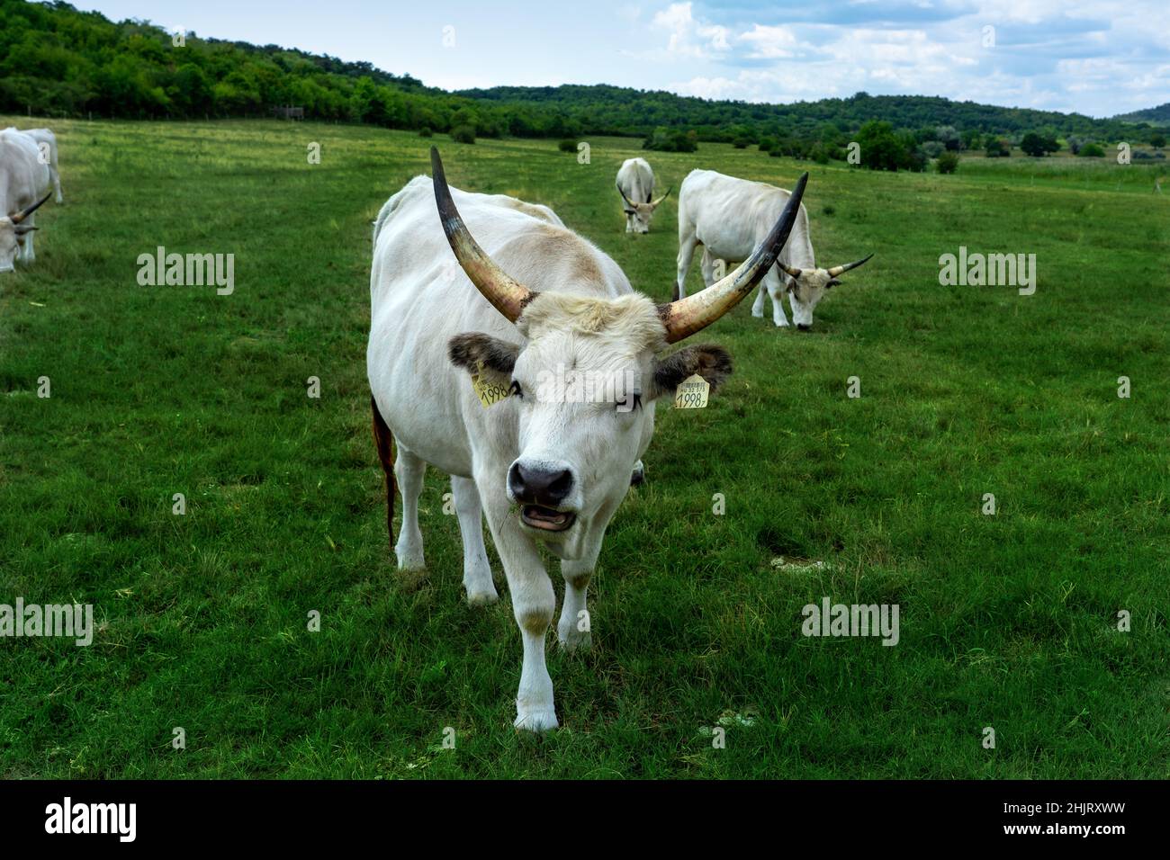 hungarian grey cattles in on the green field in Hungary Stock Photo - Alamy