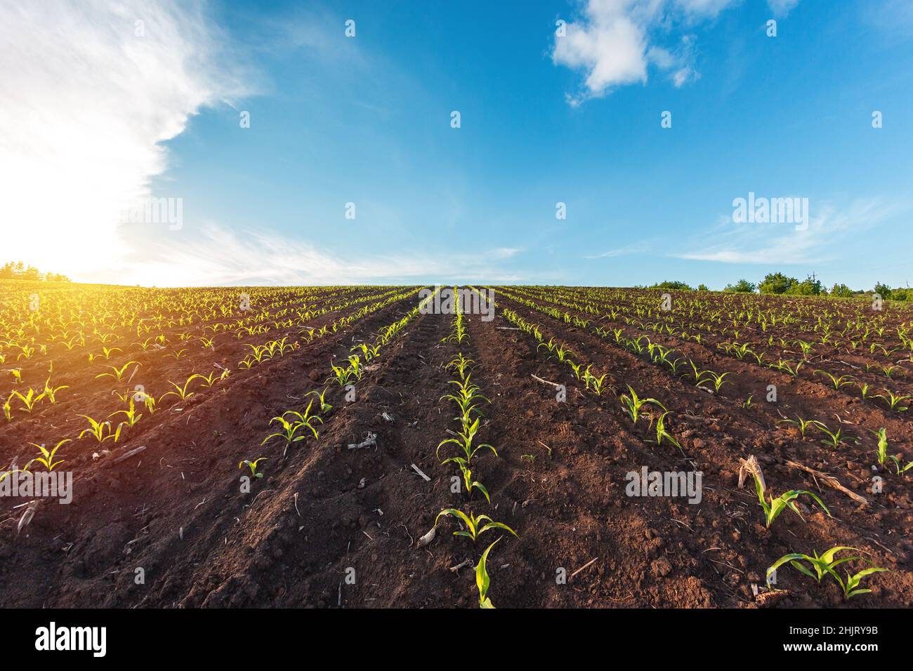 Sprouted corn hi-res stock photography and images - Alamy