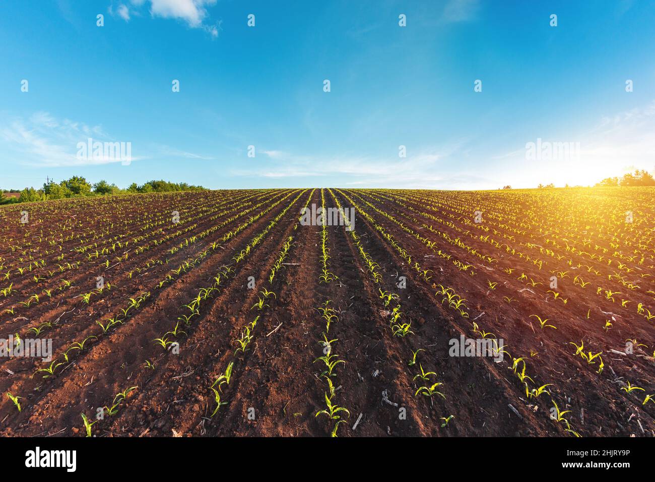 Sprouted corn hi-res stock photography and images - Alamy