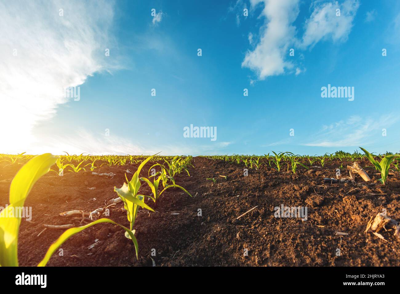 Sprouted corn hi-res stock photography and images - Alamy