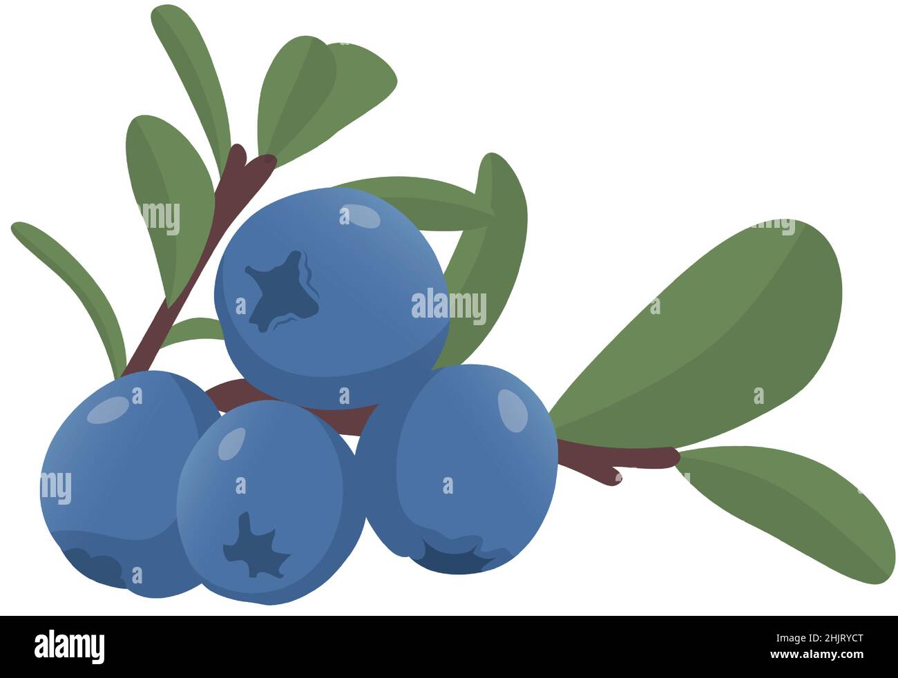 Realistic fresh blueberries on white background - Vector illustration ...