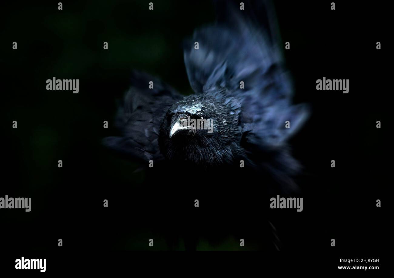 The raven at night Stock Photo - Alamy