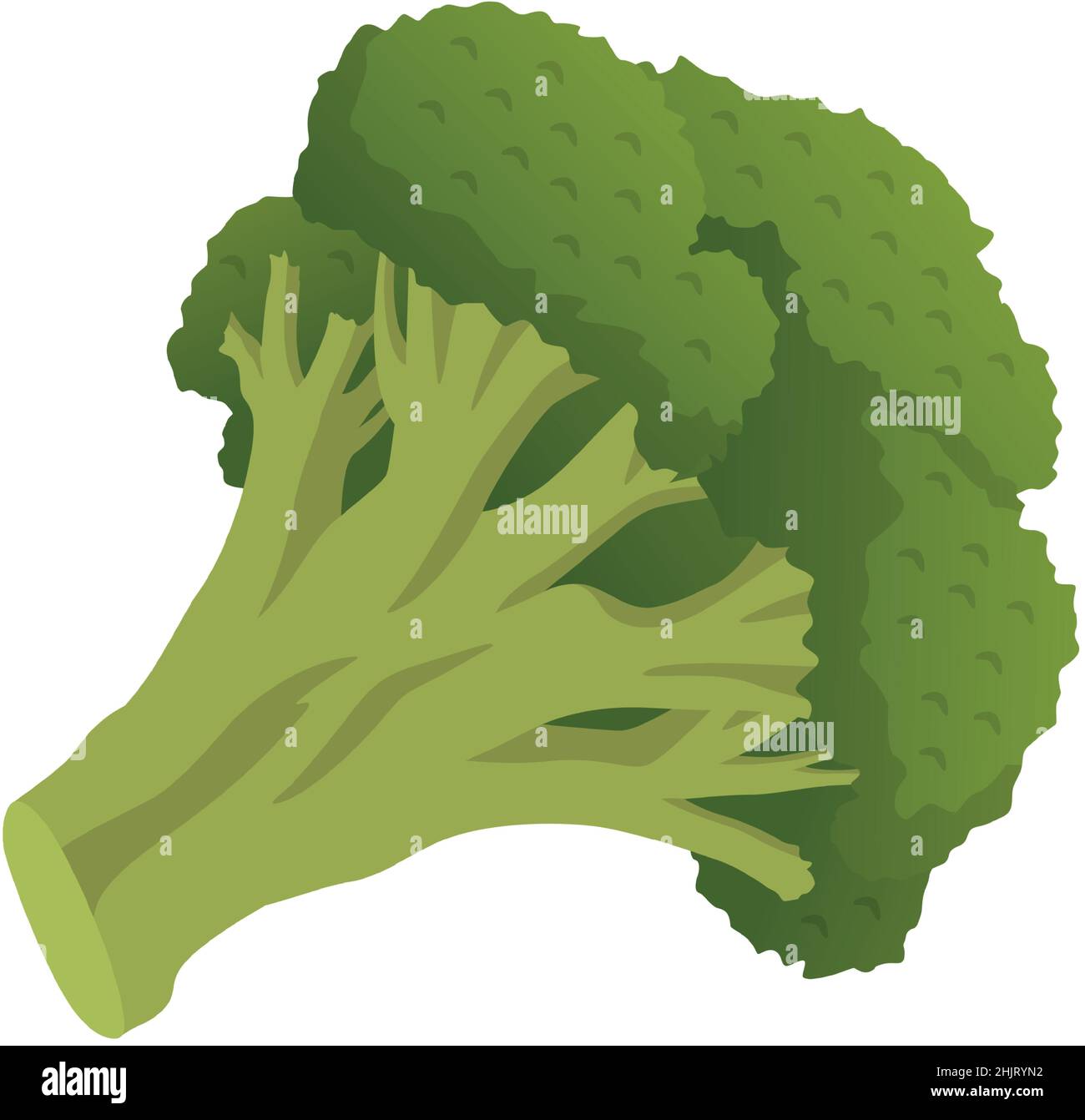 Realistic fresh broccoli isolated on white background - Vector ...