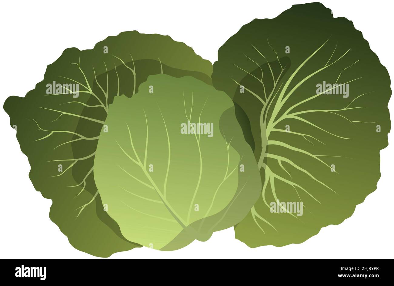 Realistic fresh lettuce leaves white background - Vector illustration ...