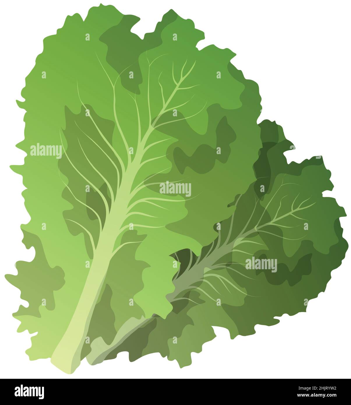 Realistic fresh lettuce leaves white background - Vector illustration ...
