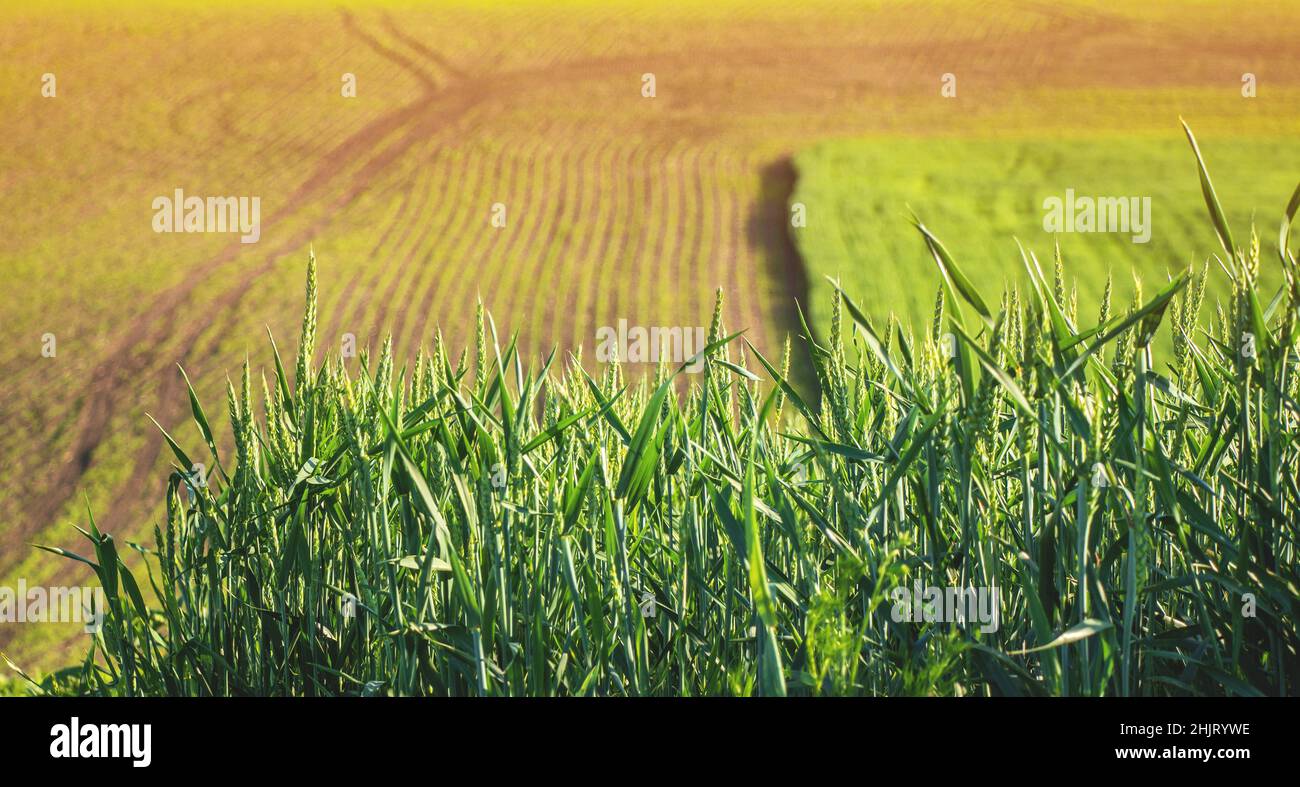 Farming trees land field hi-res stock photography and images - Alamy