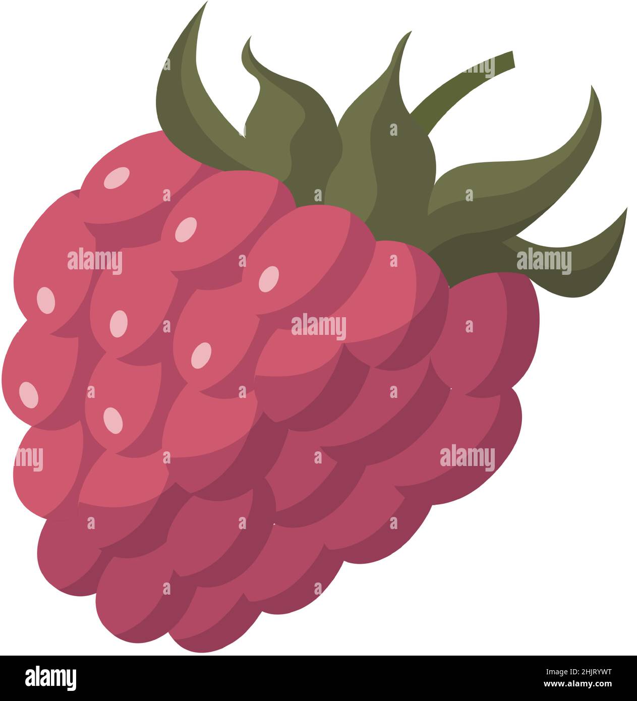 Realistic fresh red raspberry isolated on white background - Vector ...