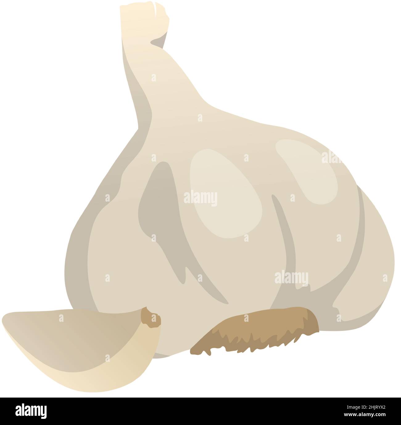 Realistic fresh garlic isolated on white background - Vector ...