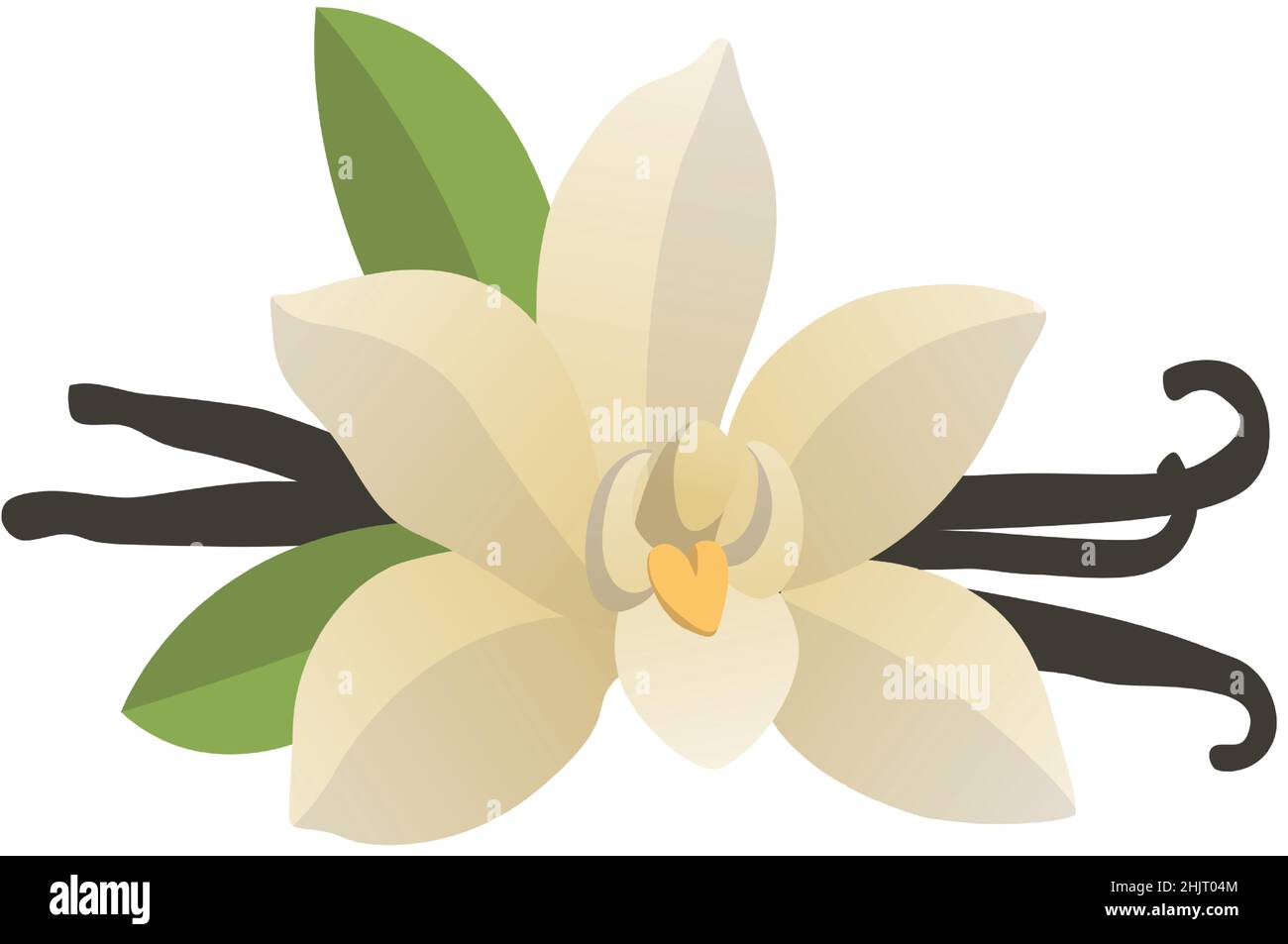 Realistic fresh vanilla leaves on white background - Vector ...