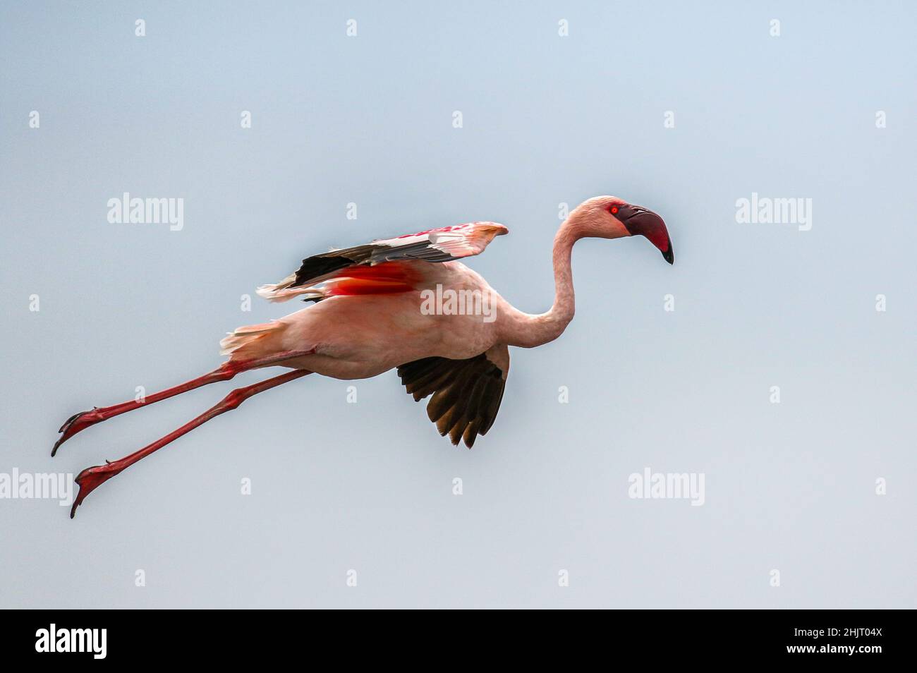 Flying Lesser Flamingo, Walvis Bay, Namibia Stock Photo - Alamy