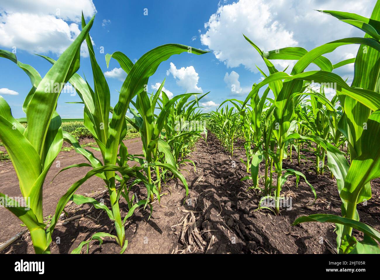 green rows of sprouted corn on a private agricultural field Stock Photo ...