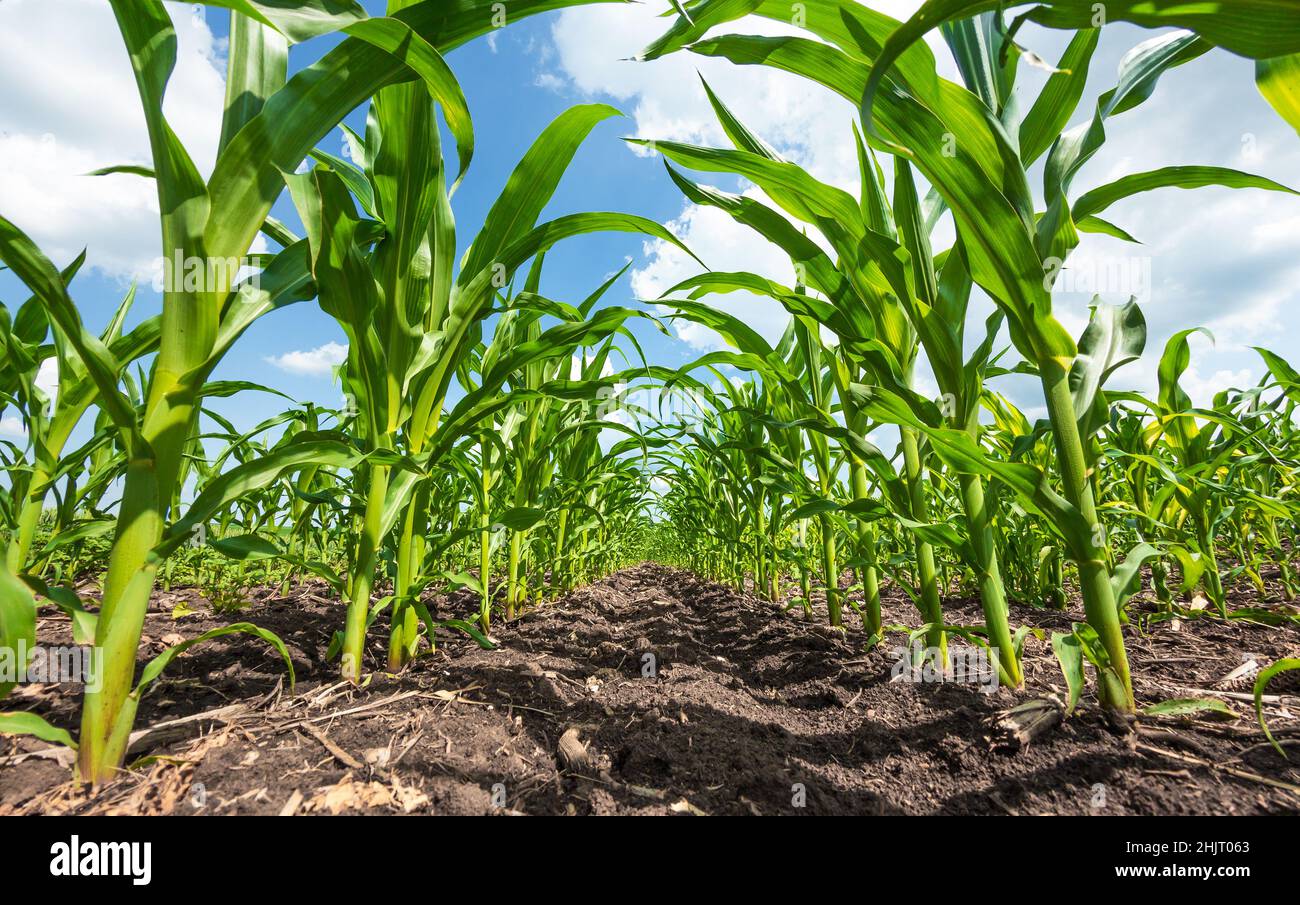Green field corn industrial hi-res stock photography and images - Alamy