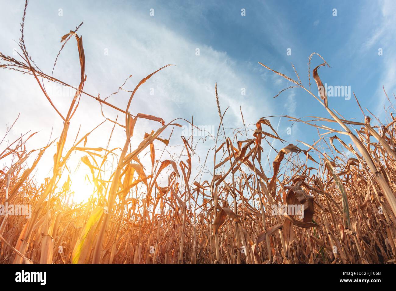 Agricultural selection hi-res stock photography and images - Alamy