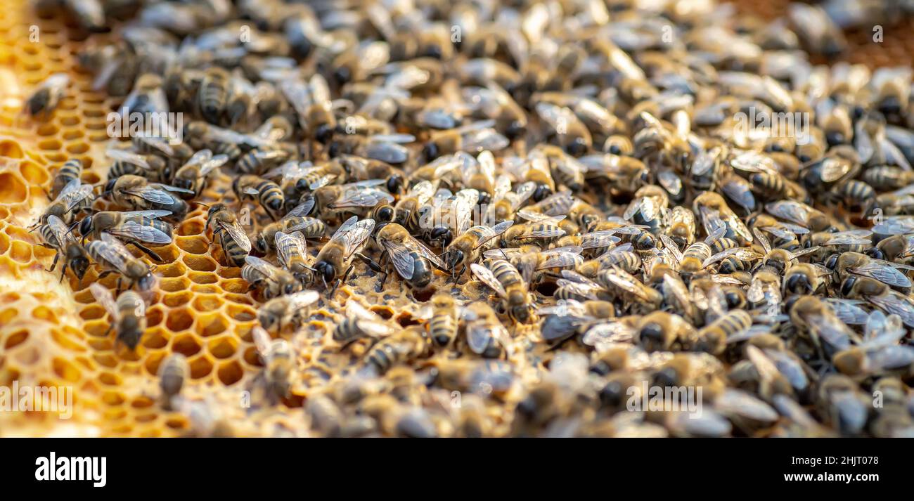 Artificial insemination of queen bee hi-res stock photography and ...