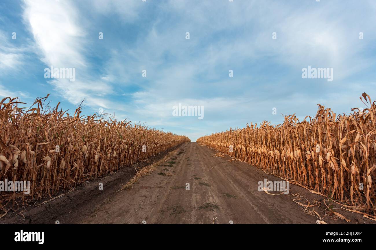 Large agricultural corn field of ripe corn separated by a dirt road at ...