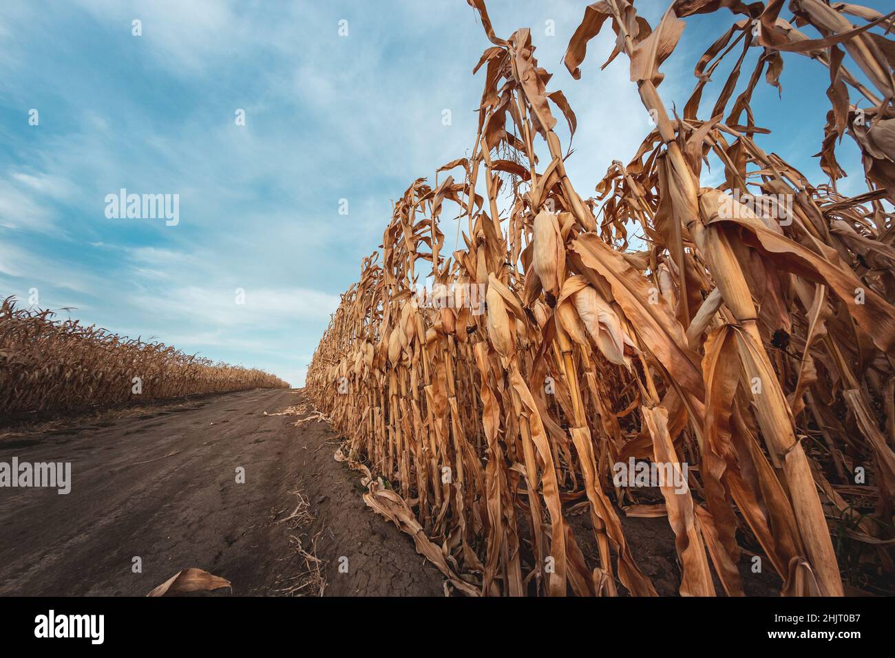 Agricultural raw material hi-res stock photography and images - Alamy