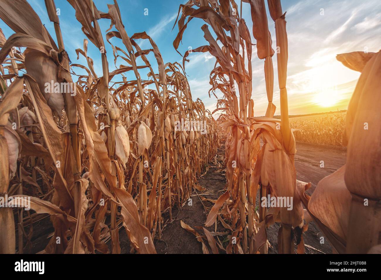 Agricultural selection hi-res stock photography and images - Alamy