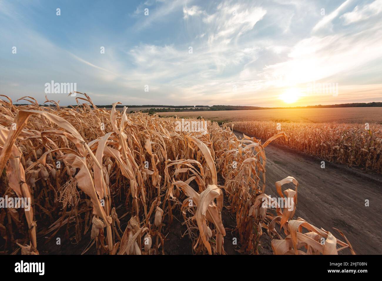 Industrial monoculture hi-res stock photography and images - Alamy