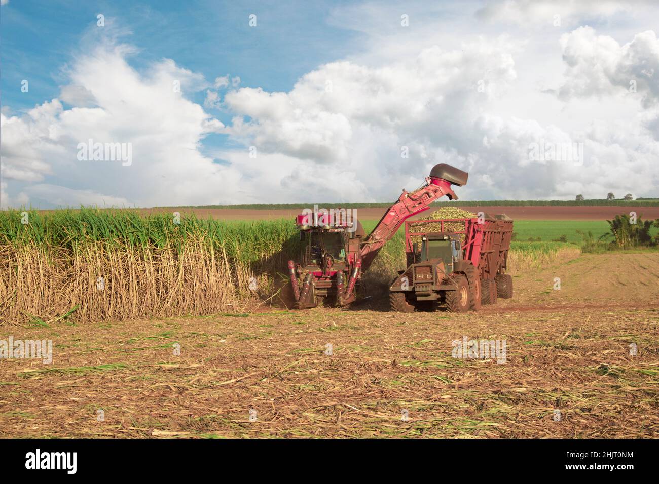 Harvesting machine working on a sugar cane field plantation at cloudy ...