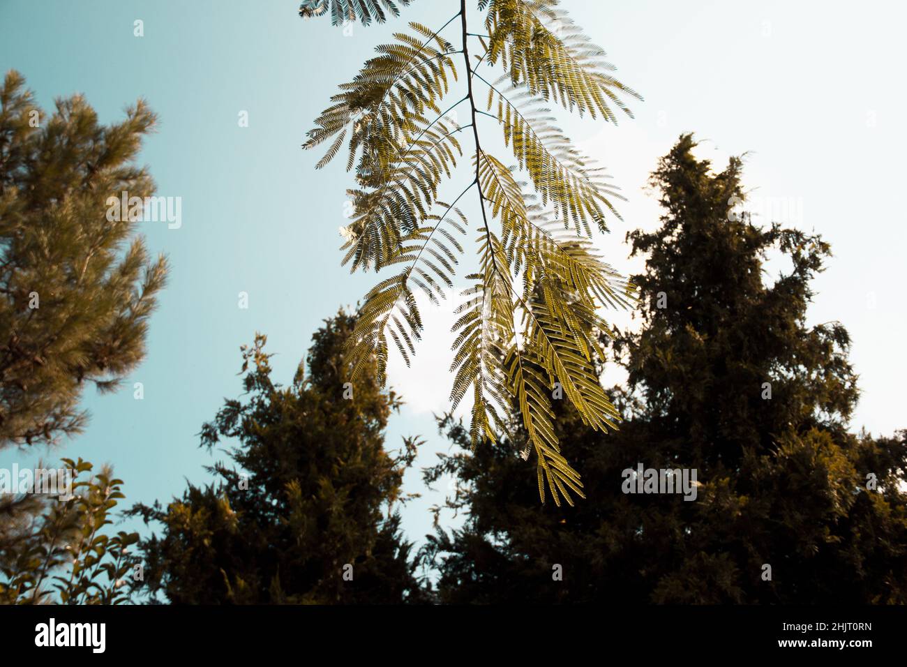 Beautiful tree branch hi-res stock photography and images - Alamy