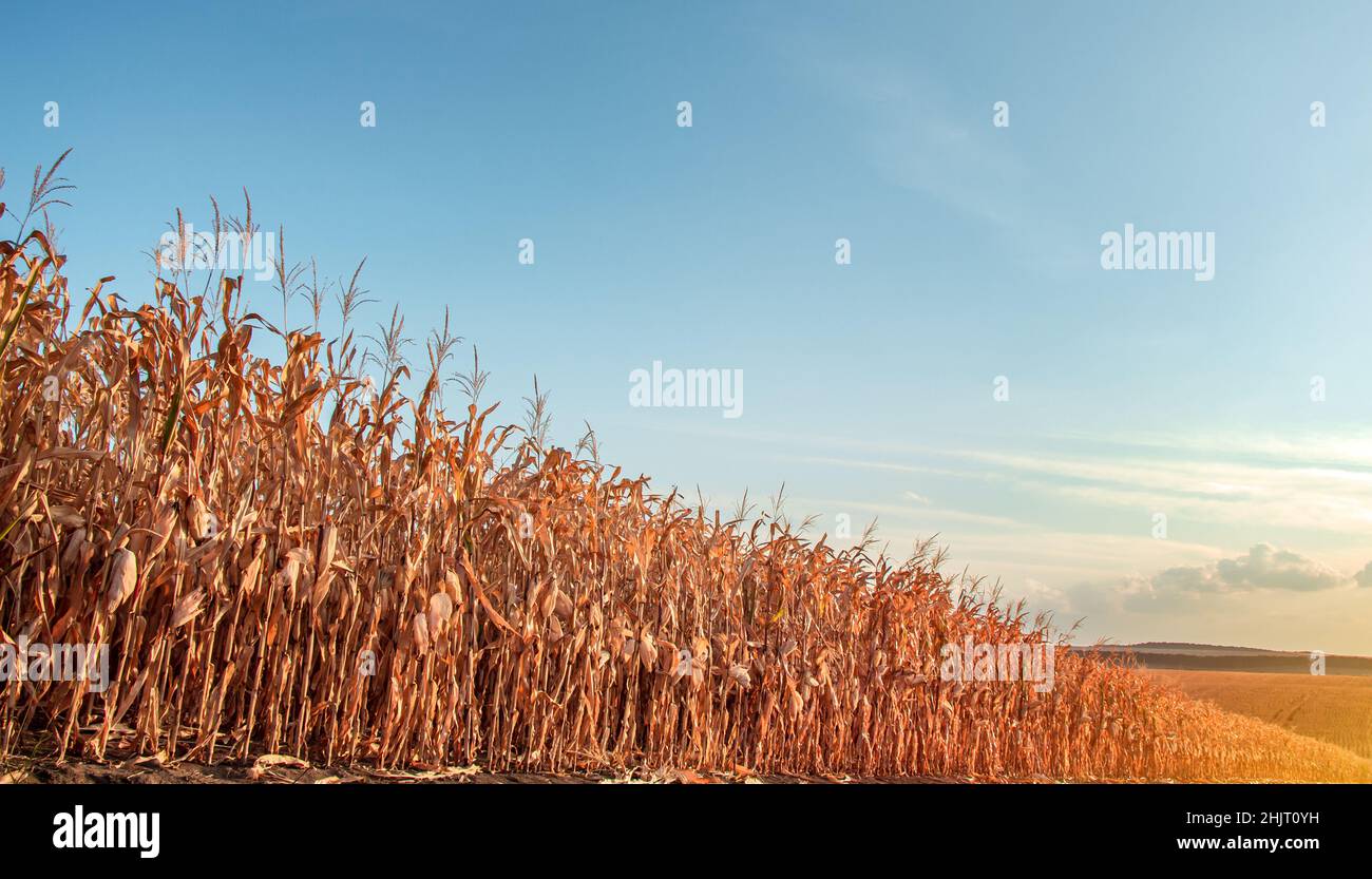 Large agricultural corn field of ripe corn separated by a dirt road at ...