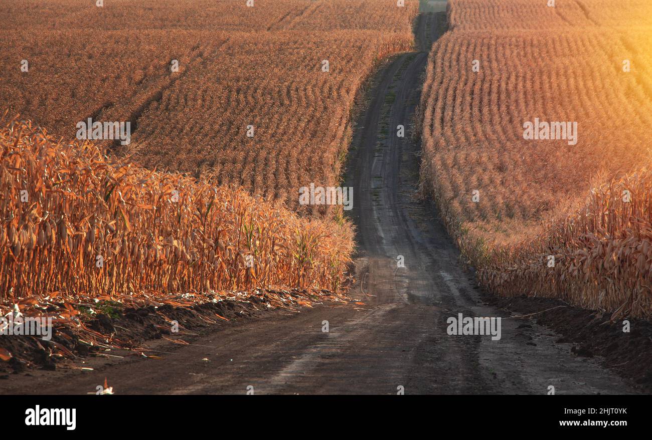 Large agricultural corn field of ripe corn separated by a dirt road at ...