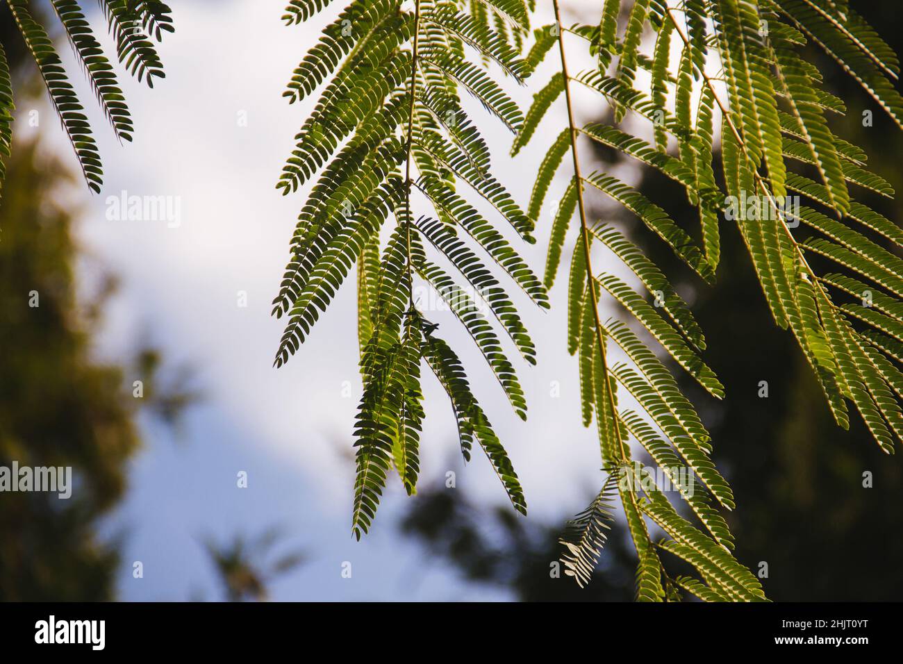 Beautiful tree branch against the sky Stock Photo - Alamy