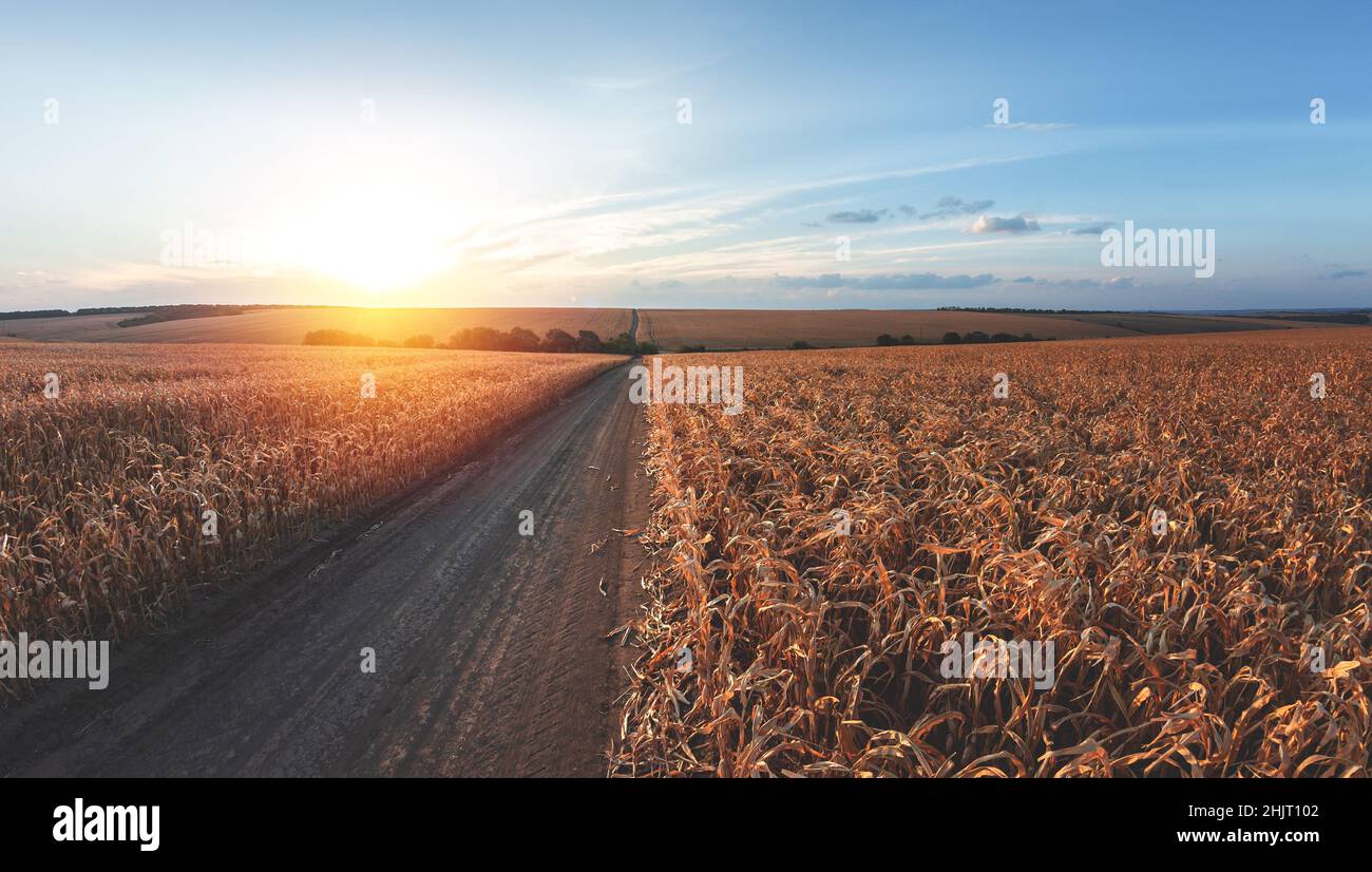 Large agricultural corn field of ripe corn separated by a dirt road at ...