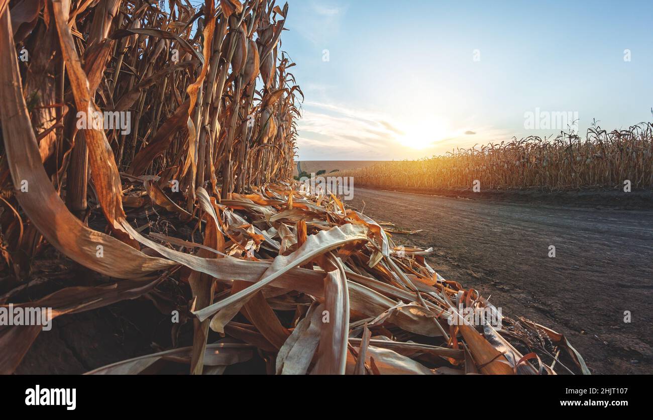 Large agricultural corn field of ripe corn separated by a dirt road at ...