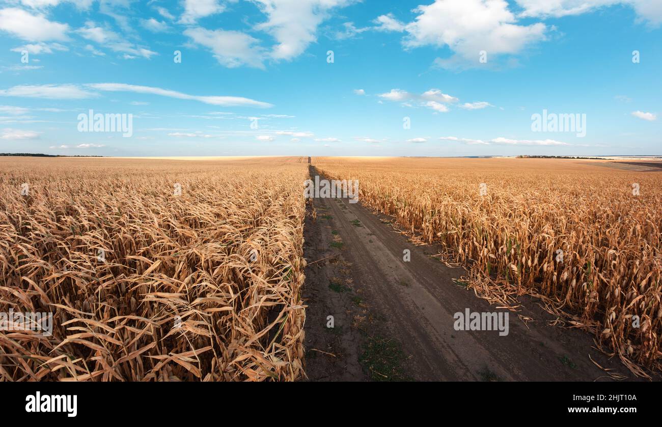 Large agricultural corn field of ripe corn separated by a dirt road at ...