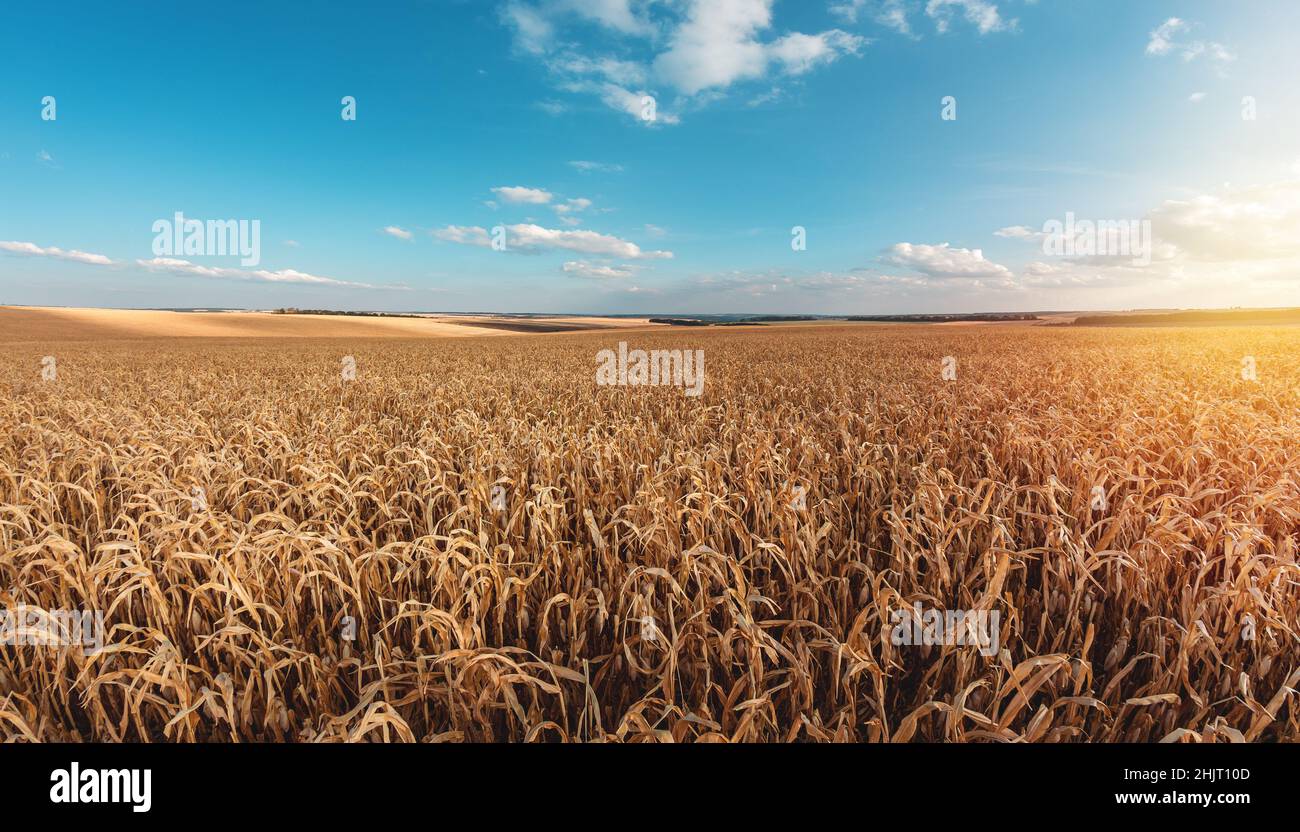 Large agricultural corn field of ripe corn Stock Photo - Alamy