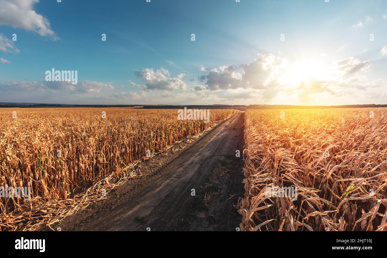 Large agricultural corn field of ripe corn separated by a dirt road at ...