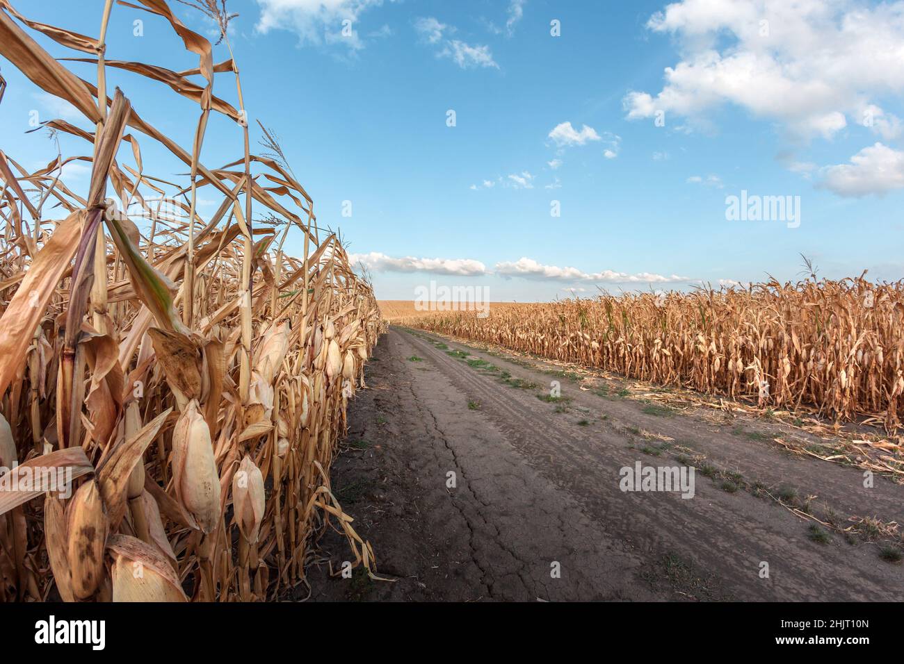 Large agricultural corn field of ripe corn separated by a dirt road at ...