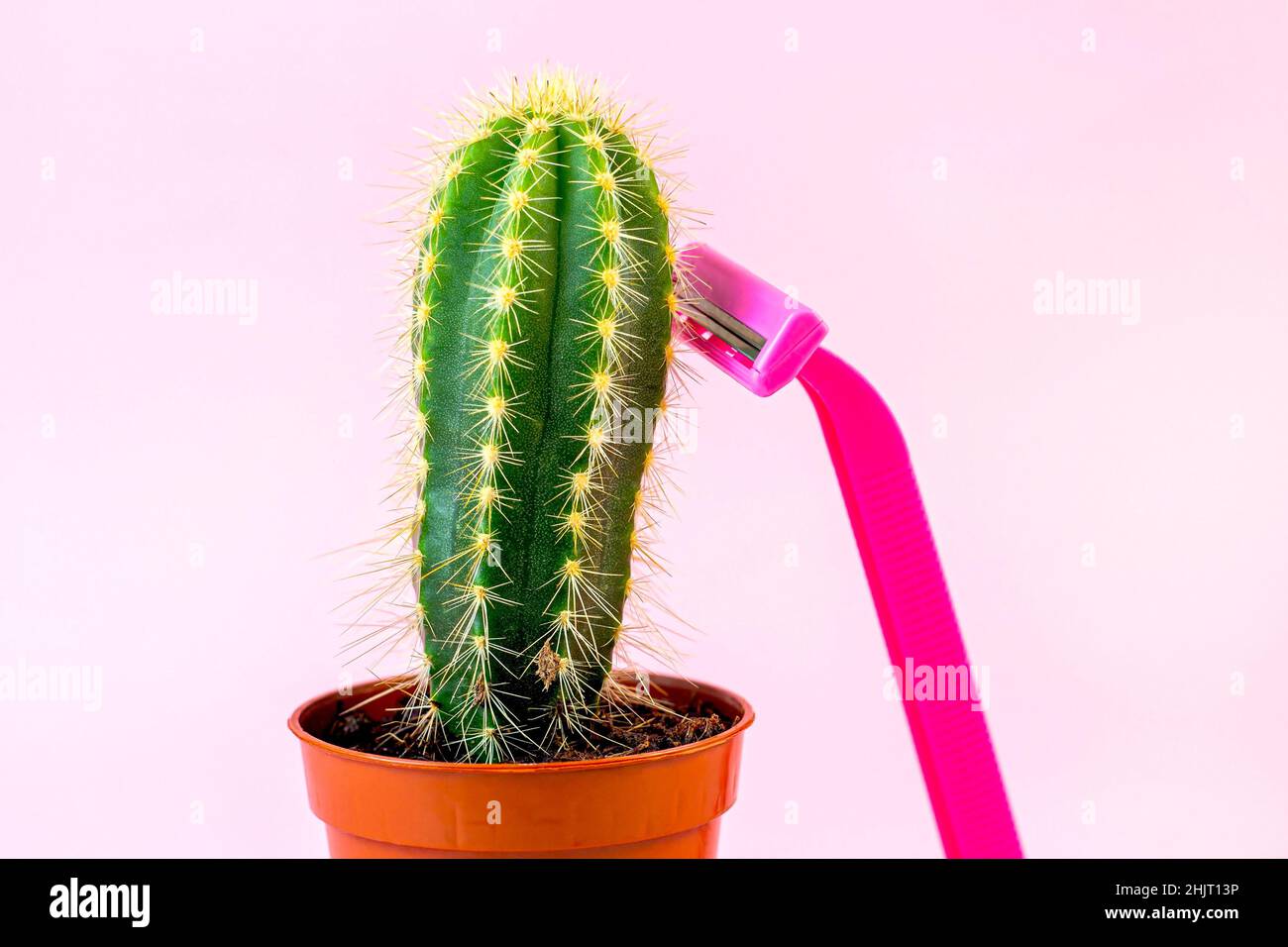 Green prickly cactus with pink disposable woman razor on light pastel ...