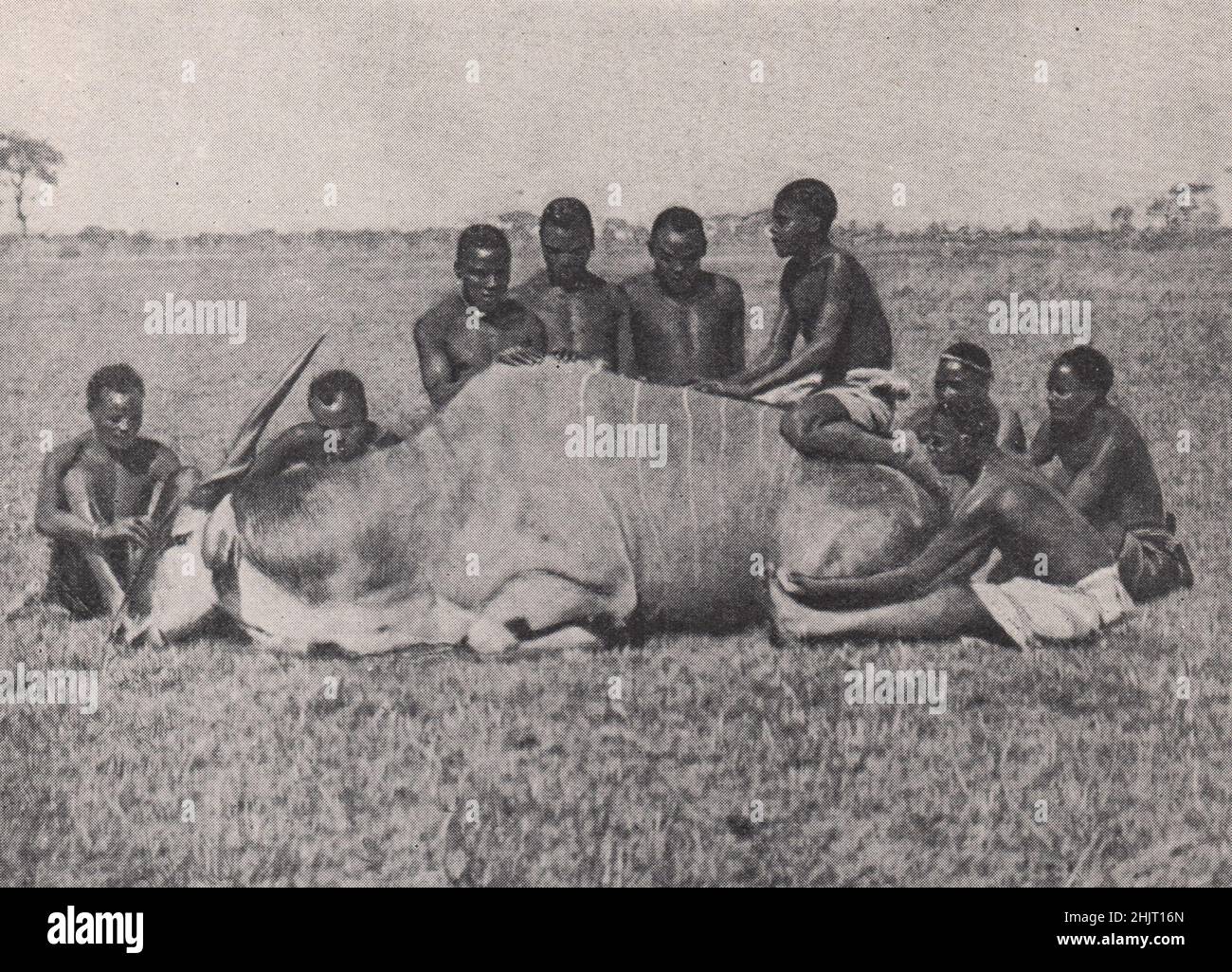 Eland bull killed in the Savanna country of Rhodesia. Zimbabwe ...