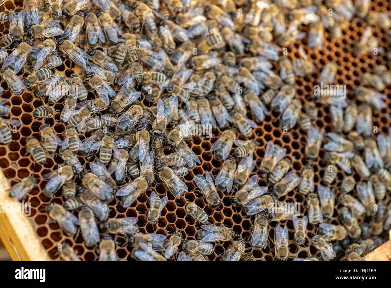 Drones on a wax frame surrounded by bee colonies. Beekeeping. Growing ...