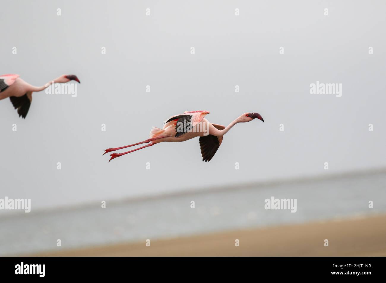 Flying Lesser Flamingo, Walvis Bay, Namibia Stock Photo - Alamy