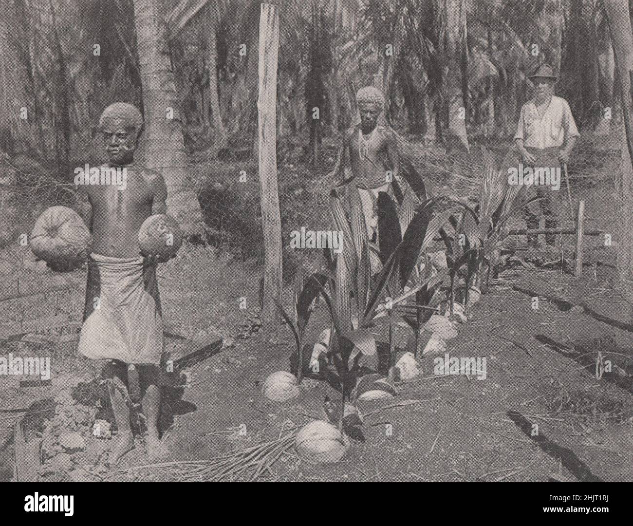 Coconut seeding nursery of the Solomon Islands. South Pacific Islands ...