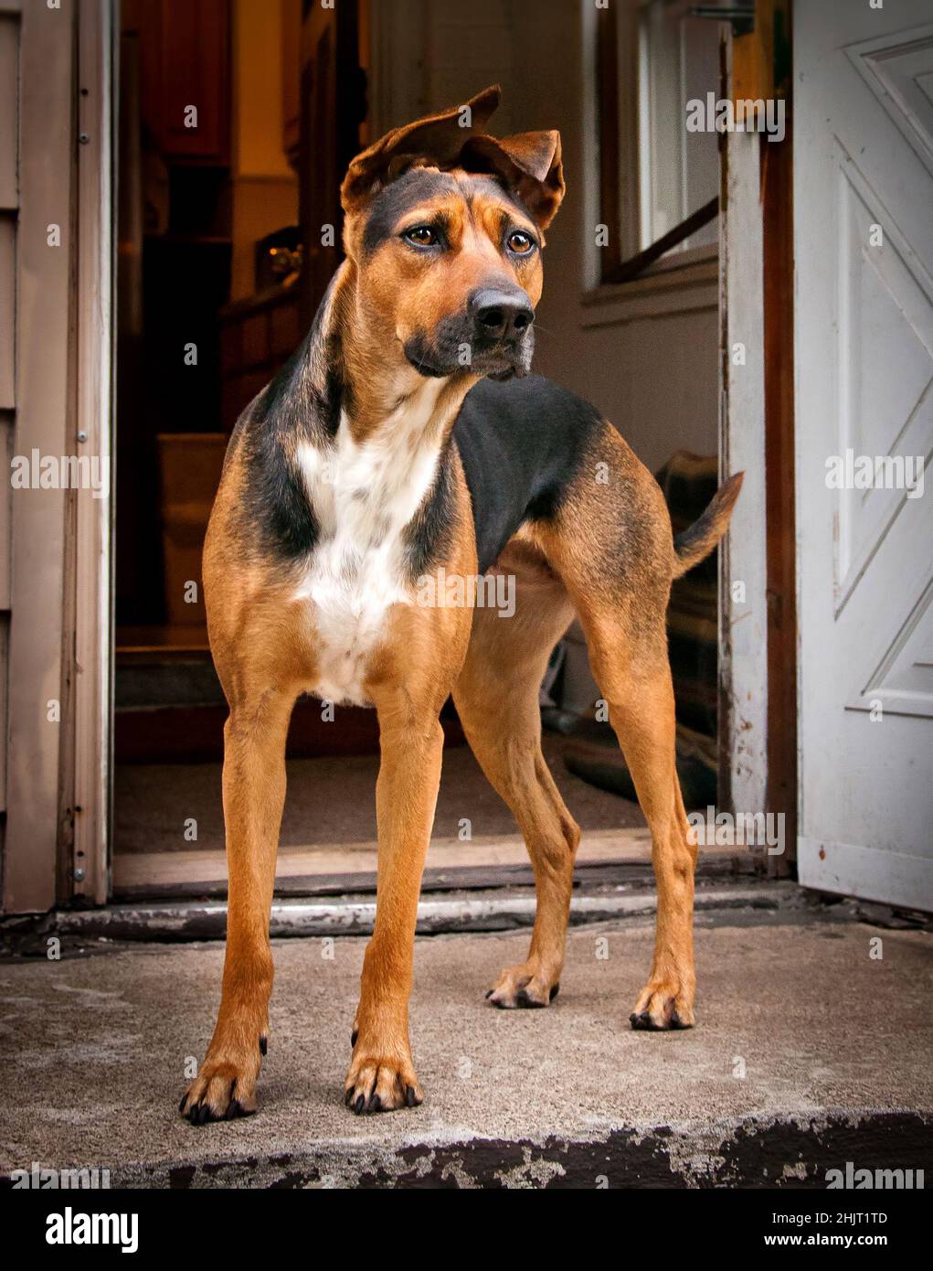 Healthy Dog Standing on Backyard Porch Stock Photo - Alamy