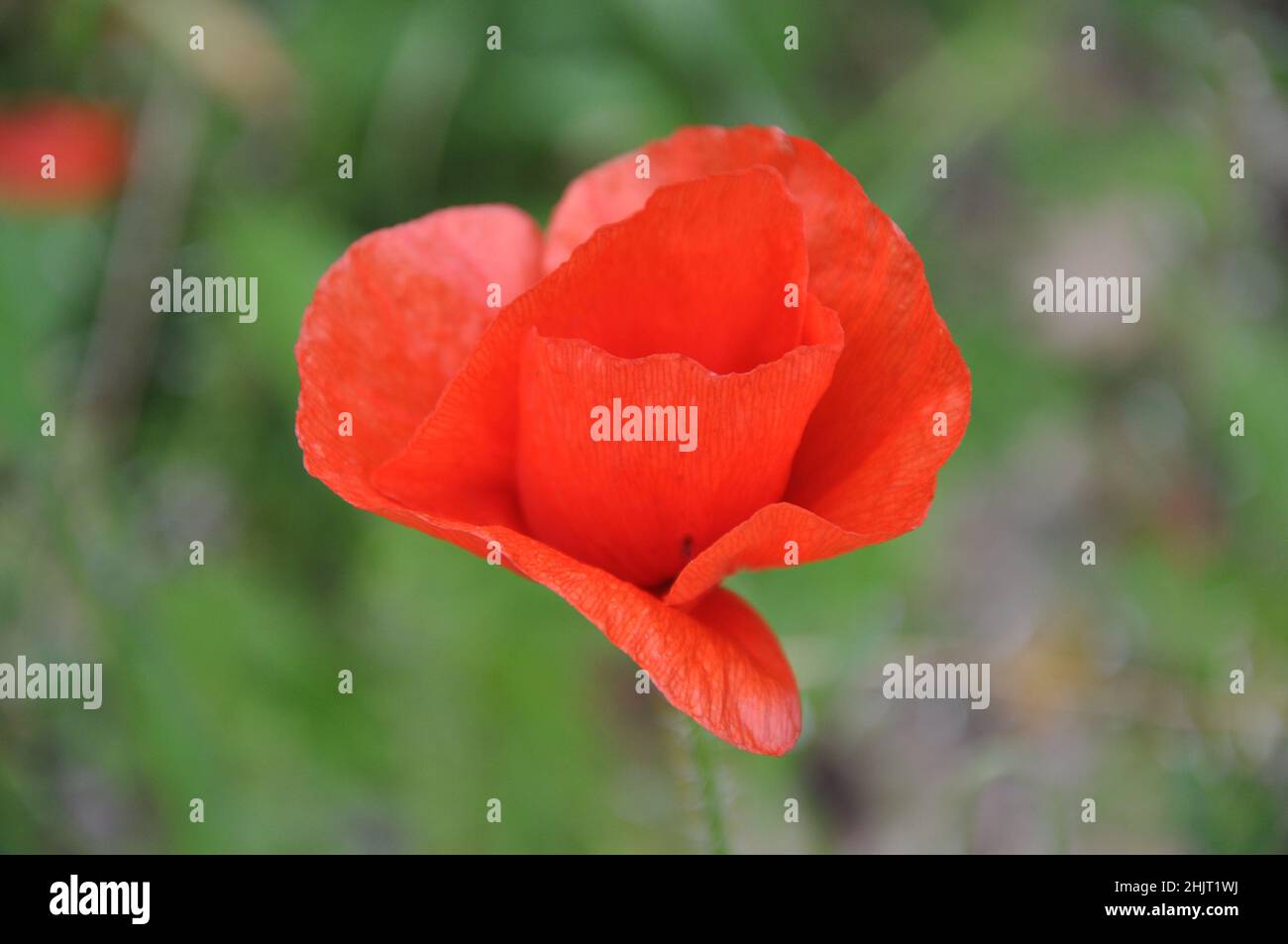 Blossom poppy flower hi-res stock photography and images - Alamy