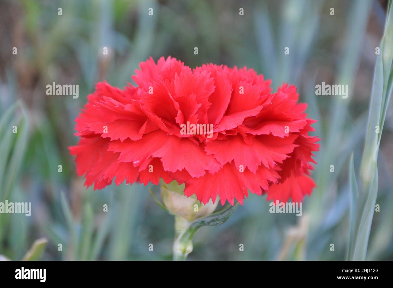 Carnation texture hi-res stock photography and images - Alamy