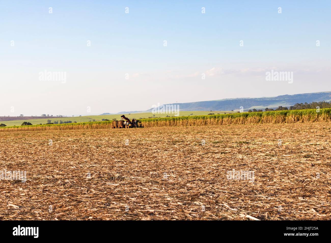 Harvesting machine working on a sugar cane field plantation drone ...