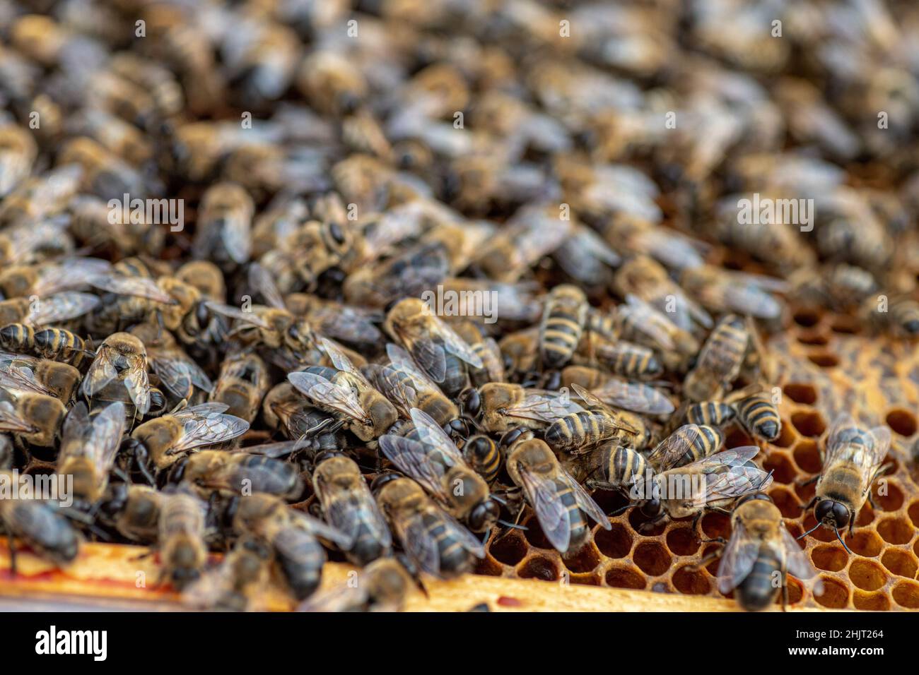 Drones on a wax frame surrounded by bee colonies. Beekeeping. Growing ...