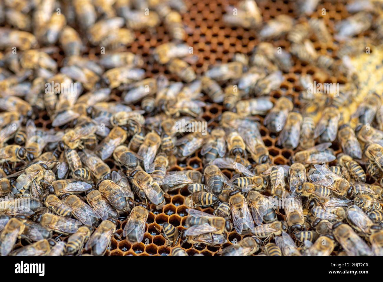 Drones on a wax frame surrounded by bee colonies. Beekeeping. Growing ...