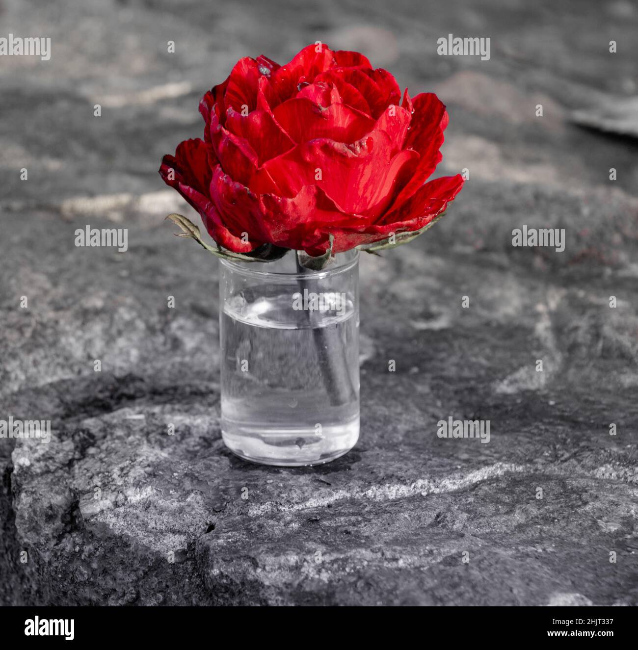 Scarlet rose hi-res stock photography and images - Alamy