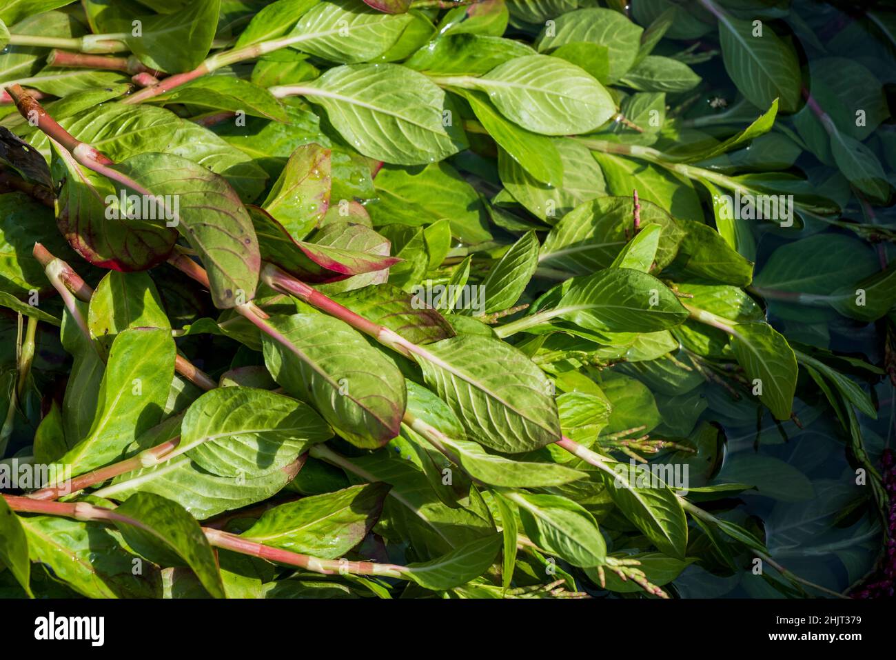 Indigo water hi-res stock photography and images - Alamy