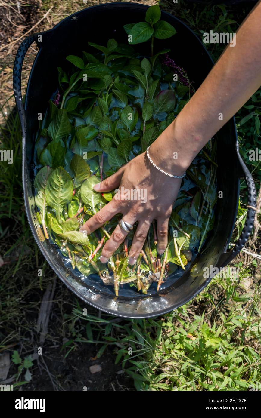 Urban farmer harvesting Japanese Indigo Stock Photo - Alamy